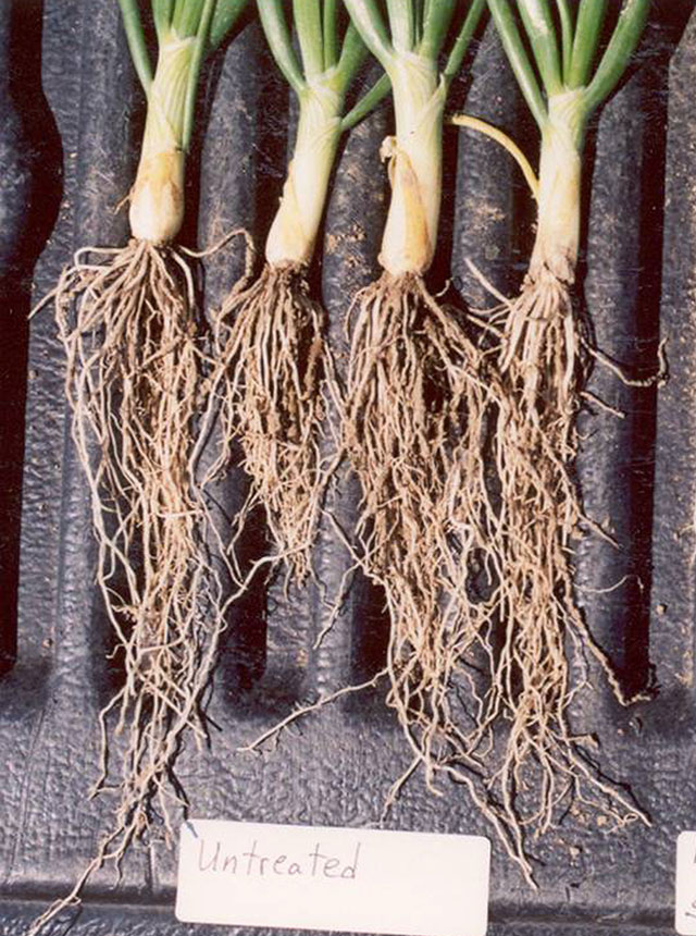 Onions - Ag Pro Systems